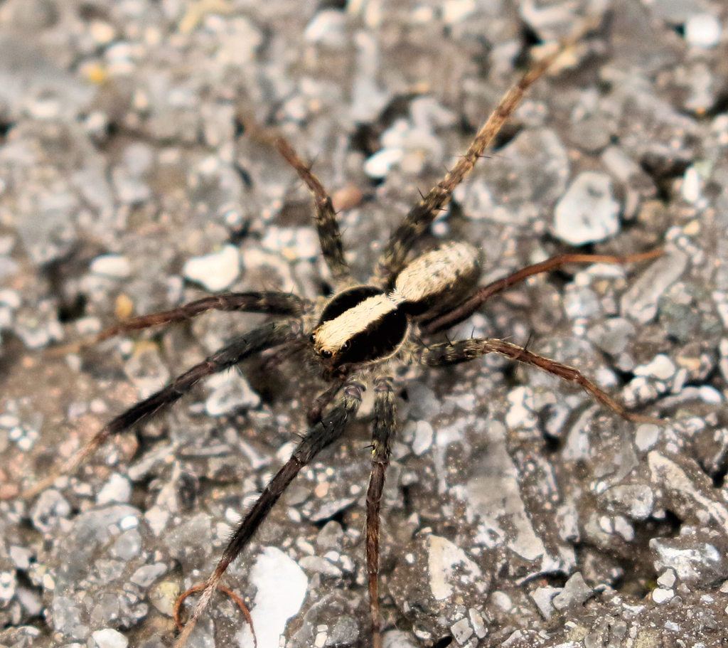 Brush-legged Spiders from Sullivan, TN, USA on May 14, 2023 at 07:59 AM ...