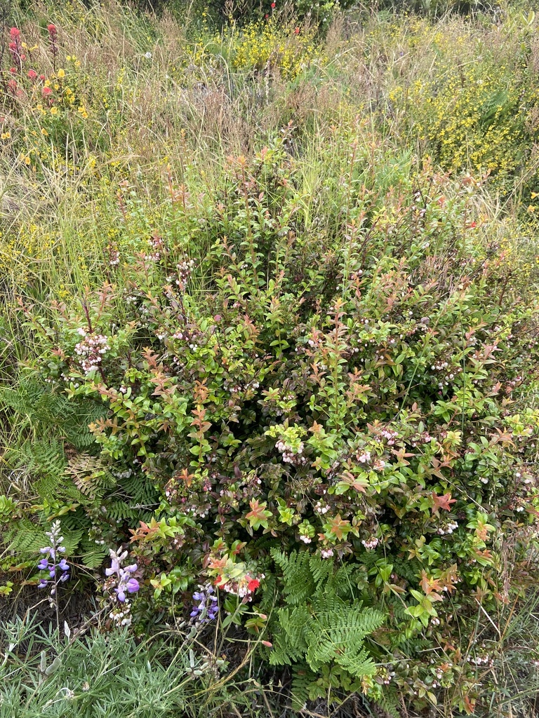 Evergreen Huckleberry from Monaña de Oro State Park, Los Osos, CA, US ...