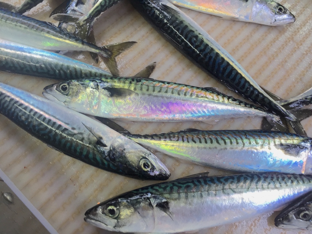 Atlantic Mackerel (Scomber scombrus) - Marine Life Identification