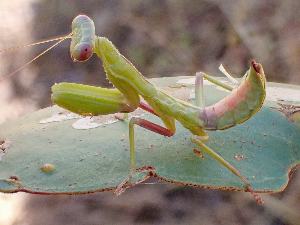 Rainbow Mantis from Yaamba QLD 4704, Australia on May 7, 2023 at 09:32 ...