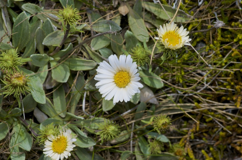 Durietz's Mountain Daisy from North Knob on January 1, 2016 by Andy ...