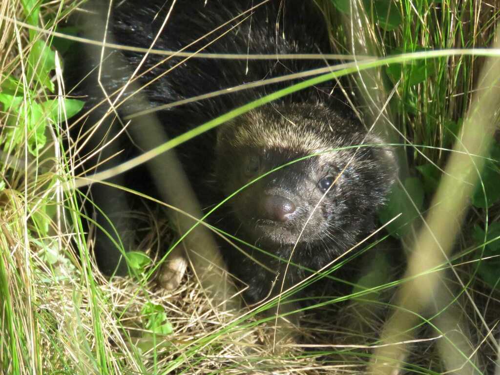 Lesser Grison from Piedra del Agua (Alianza del Pastizal) on February 6 ...