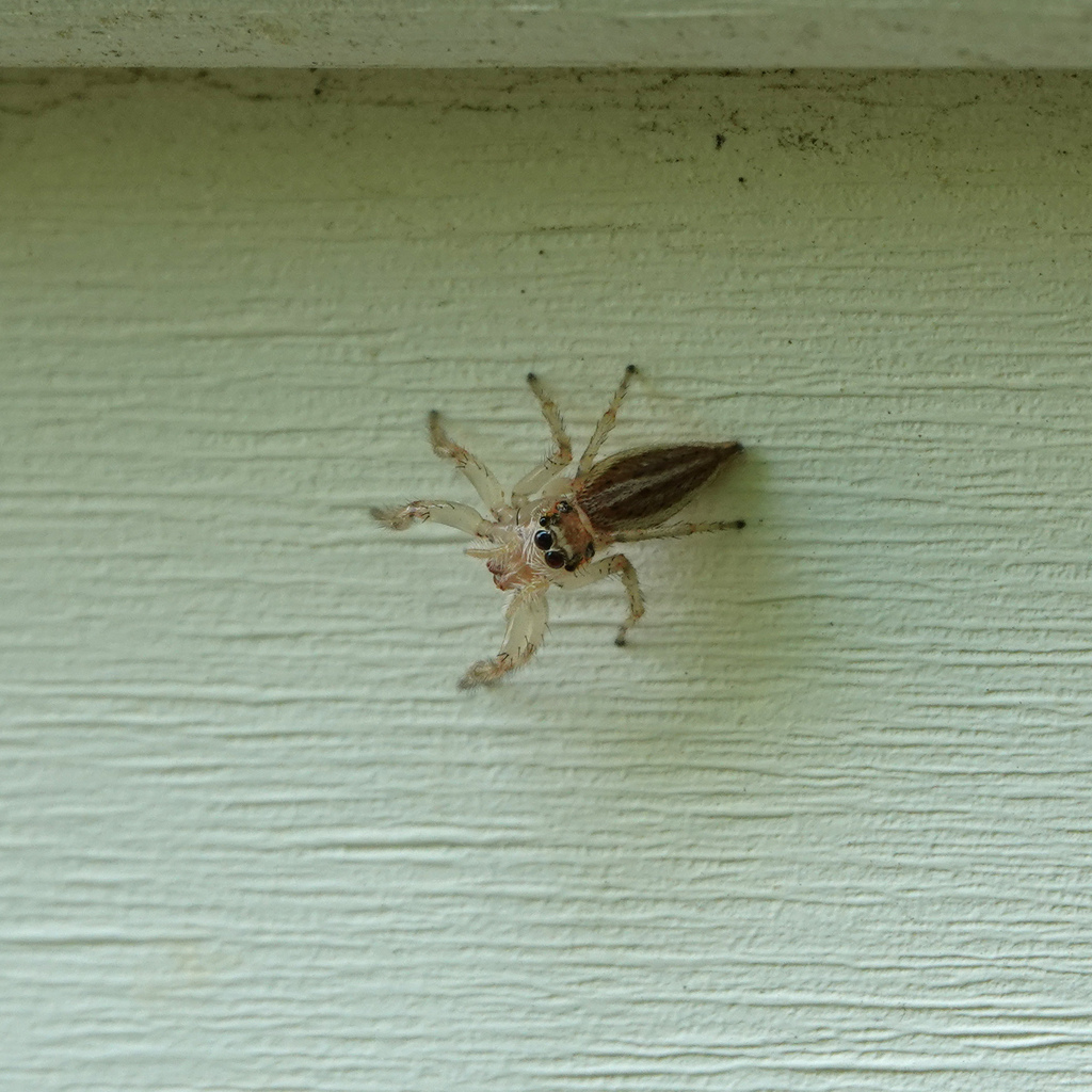Sylvan Jumping Spider from Goochland, Virginia, United States on May 23 ...