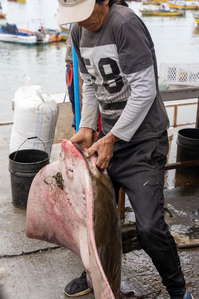 Chilean Eagle Ray in October 2022 by Diego Almendras G.. Cedida por O ...