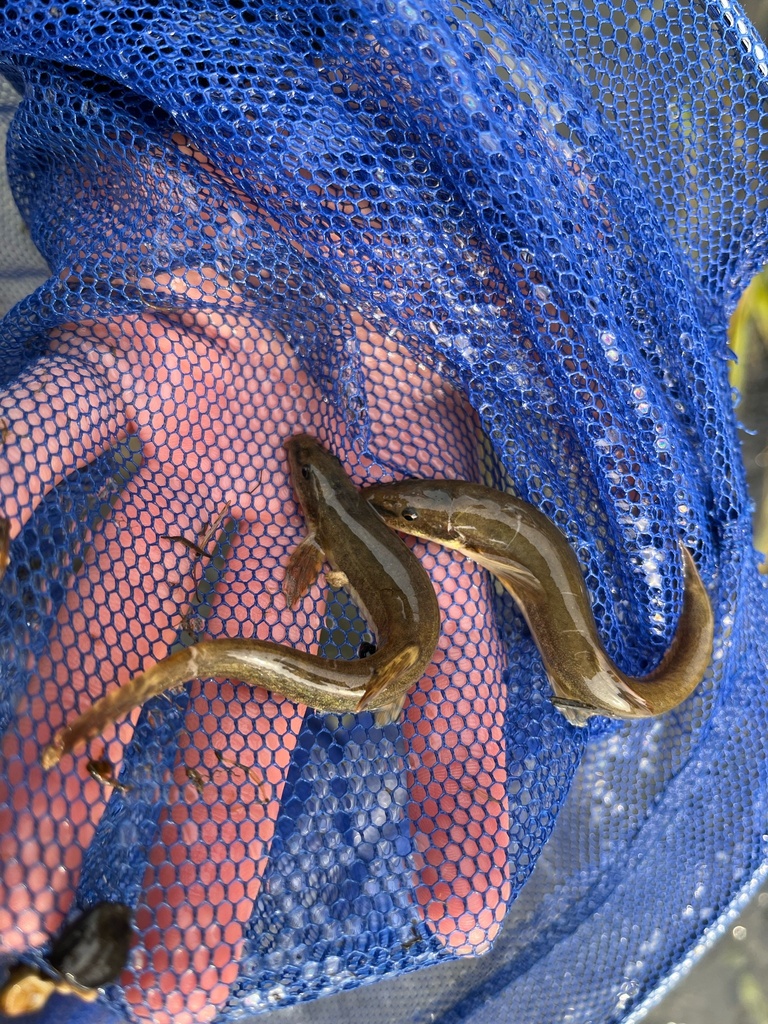 Cobitoidei from 東陵町, 北見市, 北海道, JP on April 17, 2022 at 07:22 AM by m ...