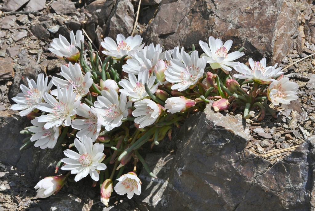 Bitterroot from Contra Costa County, CA, USA on May 25, 2023 at 12:06 ...