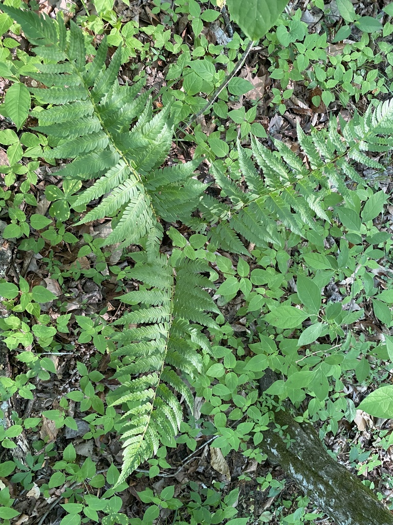 log fern from Saluda, VA, US on May 25, 2023 at 08:52 AM by Maeve and ...