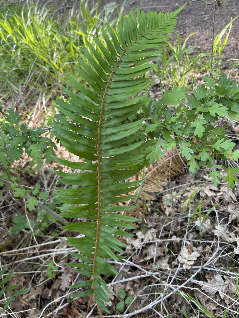 western sword fern from SW Campus Way, Corvallis, OR, US on May 25 ...