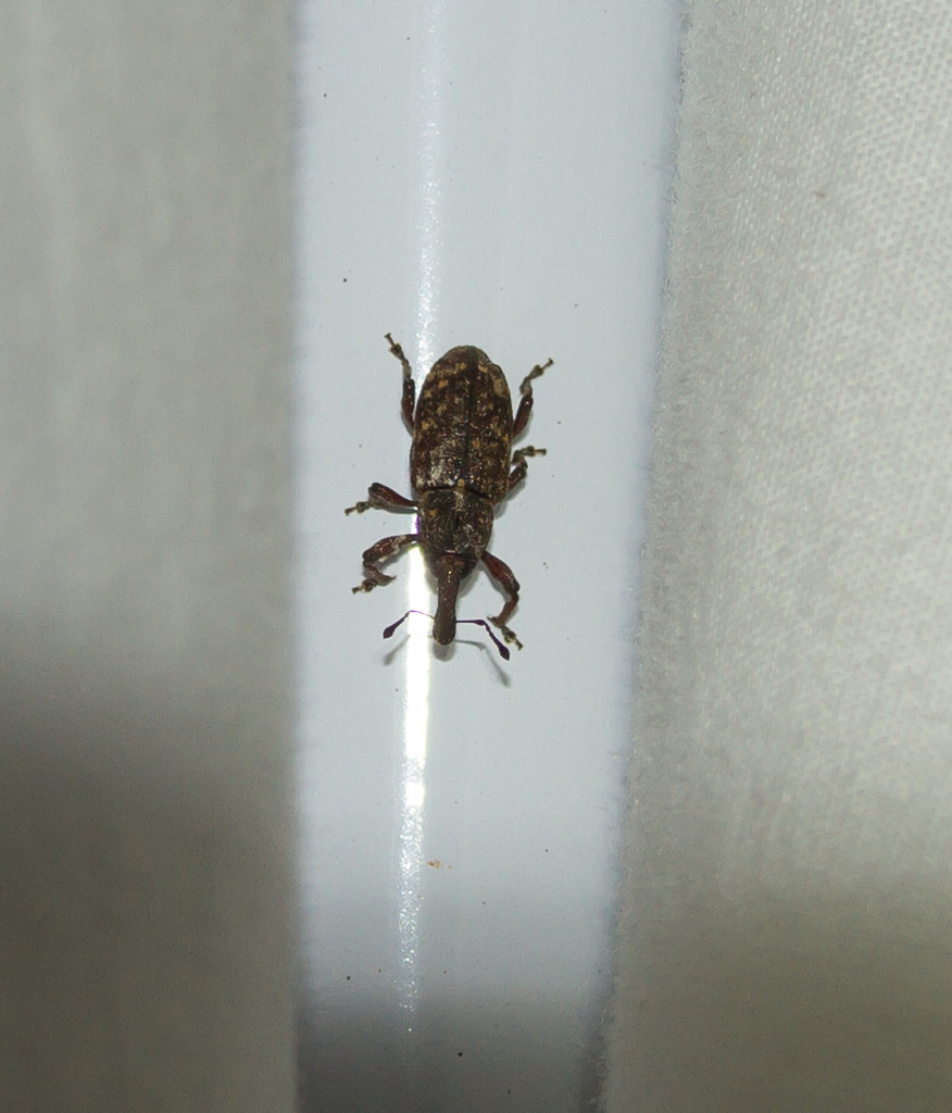 Pales Weevil from Layhill, MD 20906, USA on May 24, 2023 at 11:02 PM by ...