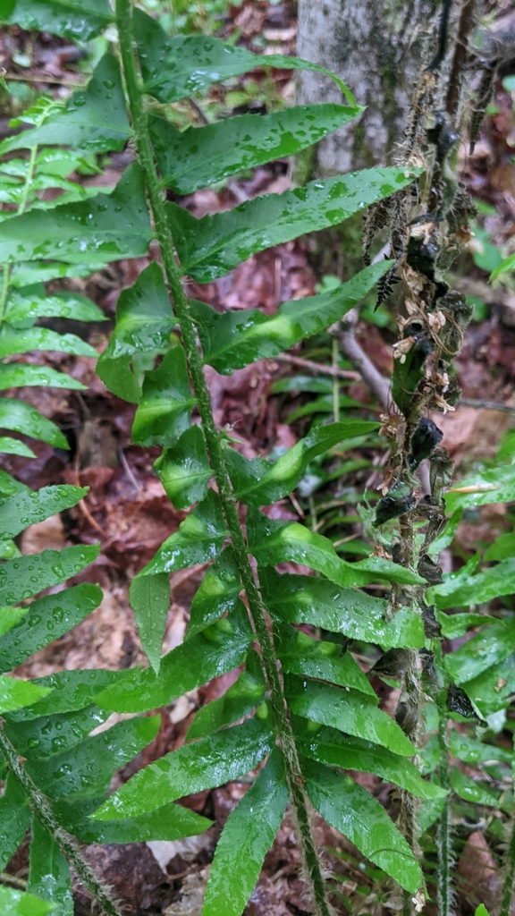 Christmas fern leaf curl from Lake Township, PA, USA on May 24, 2023 at ...