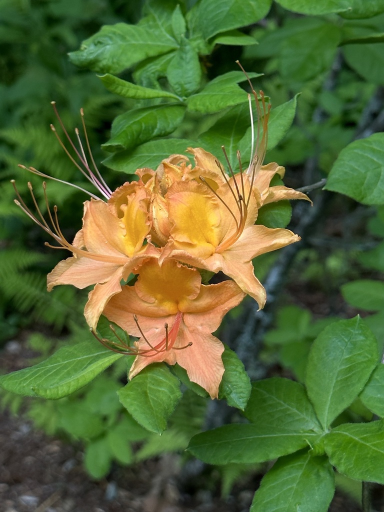 Flame Azalea from Pisgah National Forest, Candler, NC, US on May 25 ...