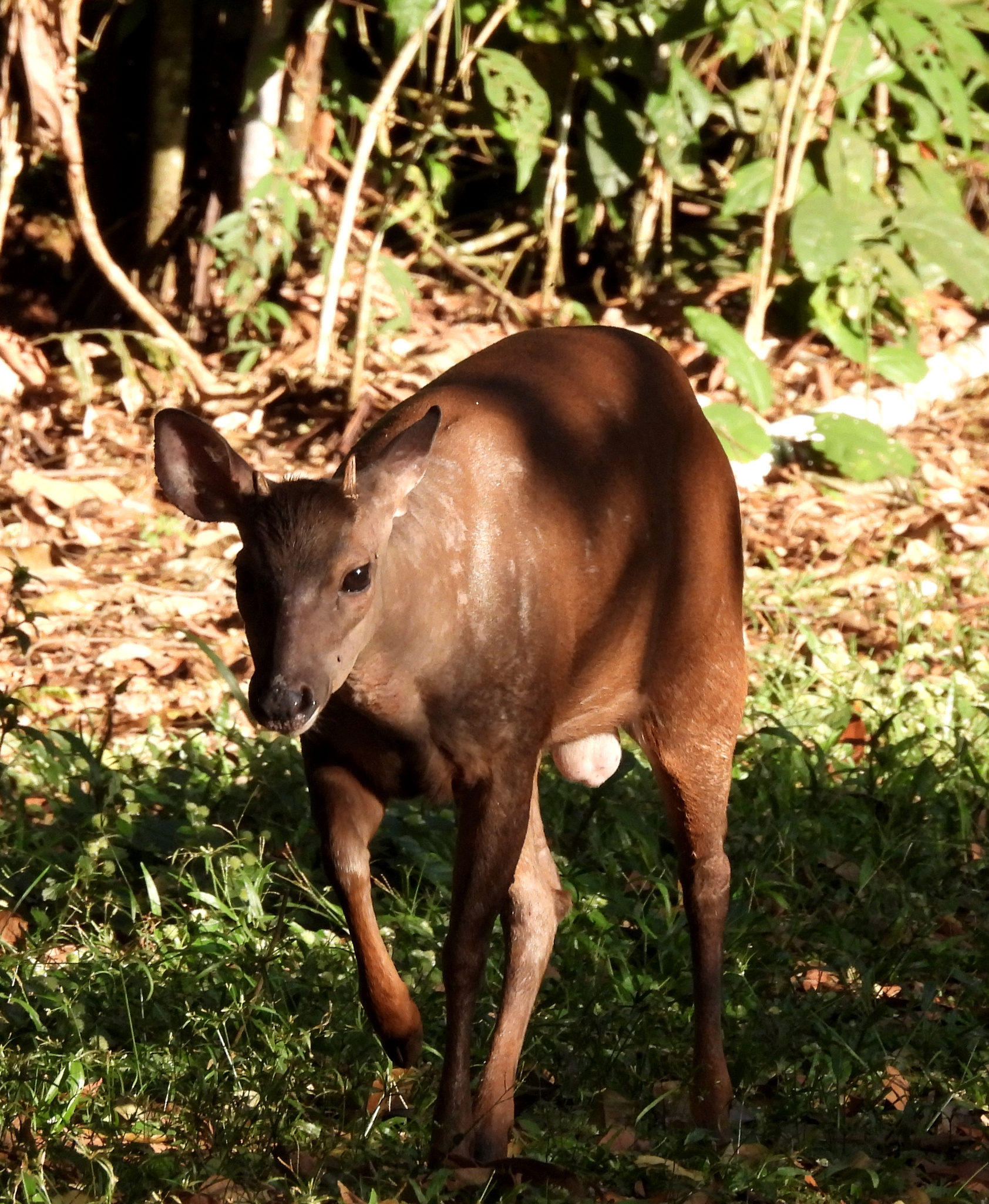 Mazama americana (Erxleben, 1777)