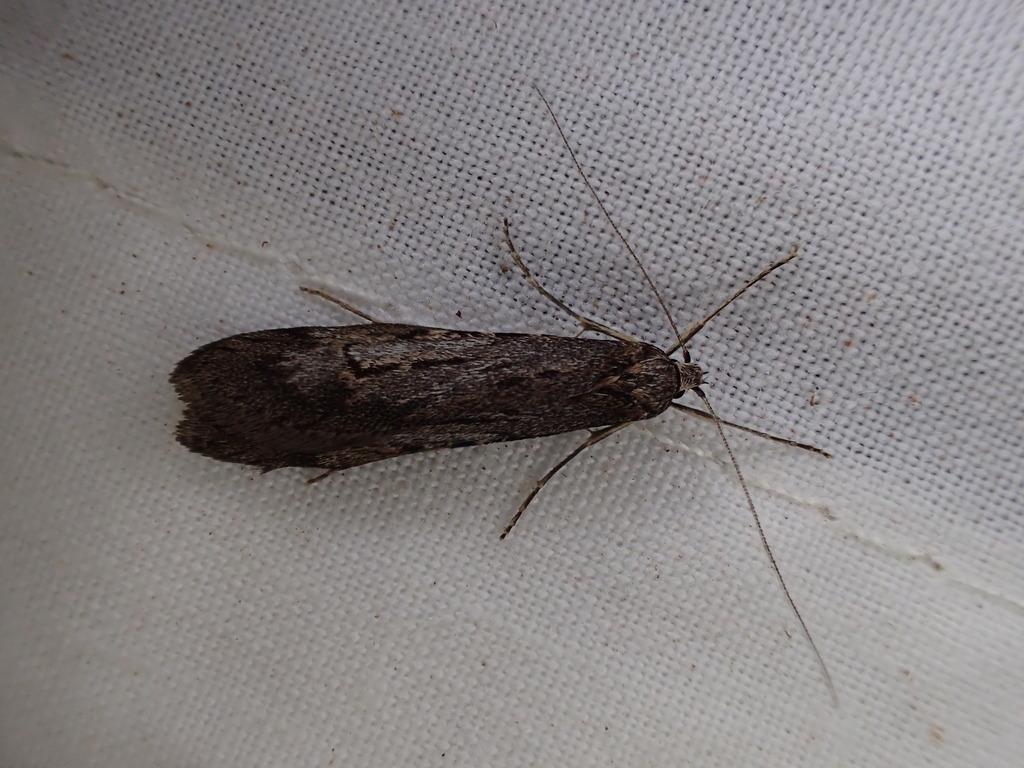 Curved-horn Moths from 30km E by N of Swan Reach, S. AUST on May 24 ...