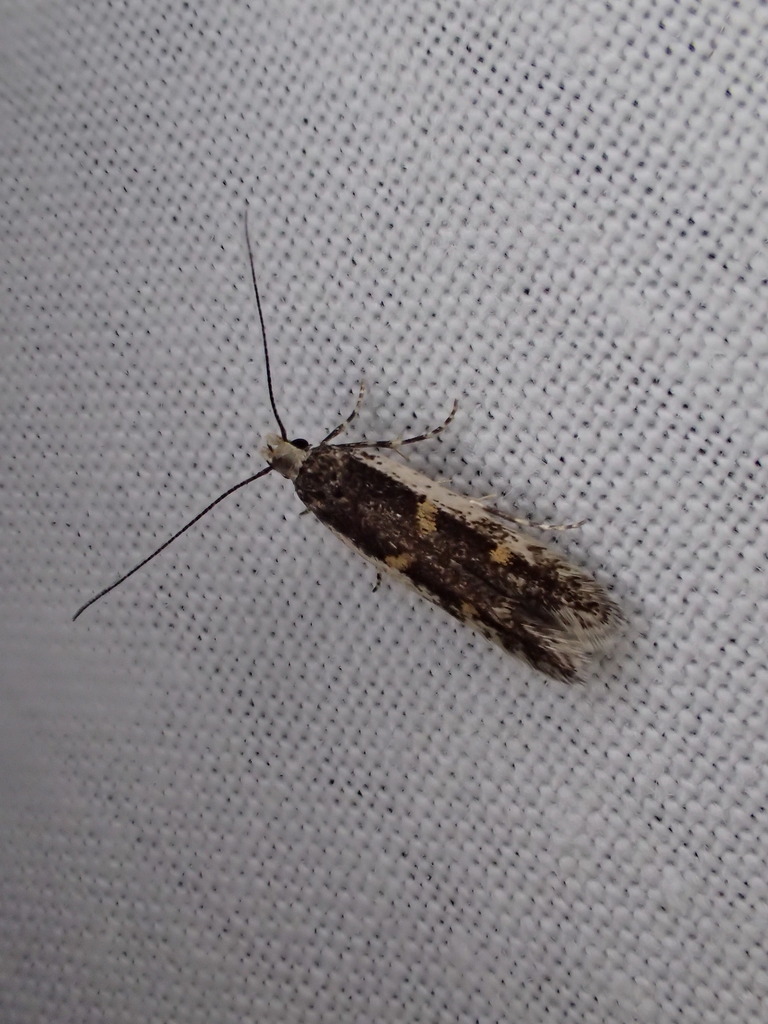 Curved-horn Moths from 30km E by N of Swan Reach, S. AUST on May 24 ...