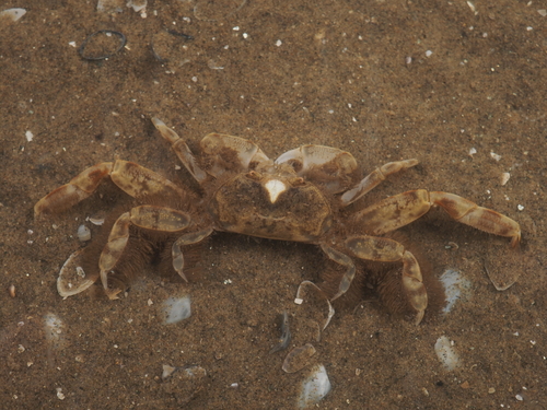 Genus Tritodynamia · iNaturalist