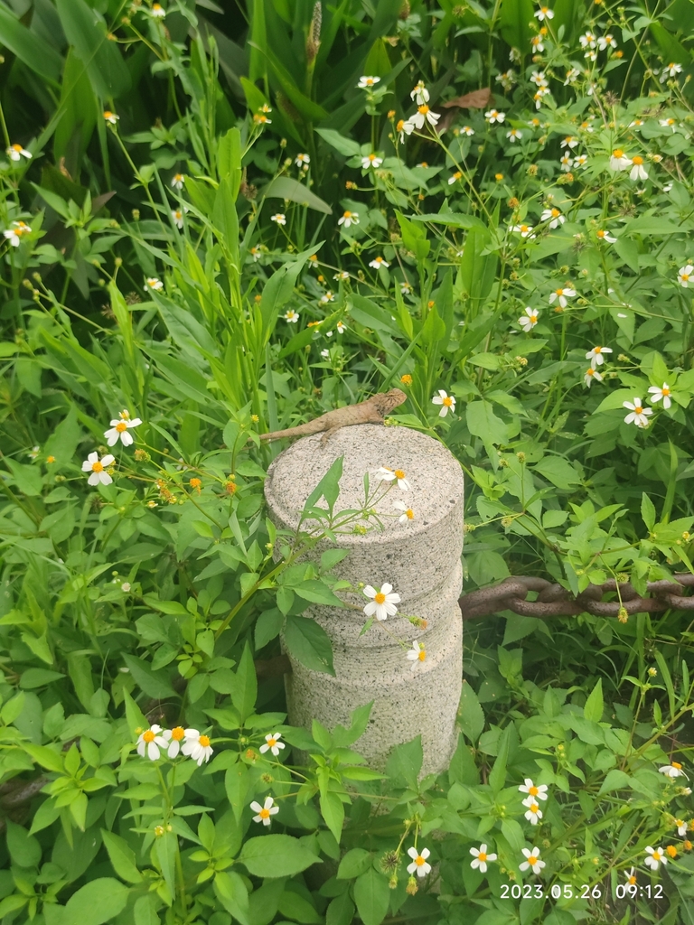 Calotes wangi wangi from Qingyuan, CN-GD, CN on May 26, 2023 at 09:12 ...