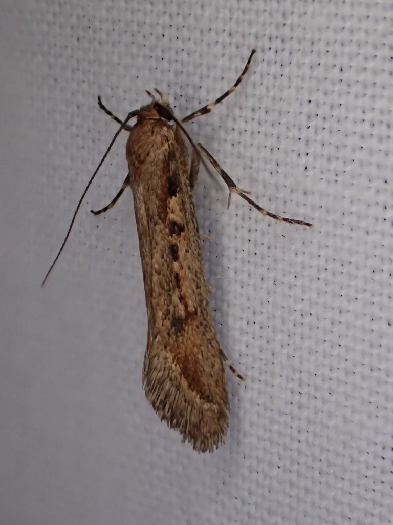 Curved-horn Moths from 30km E by N of Swan Reach, S. AUST on May 25 ...