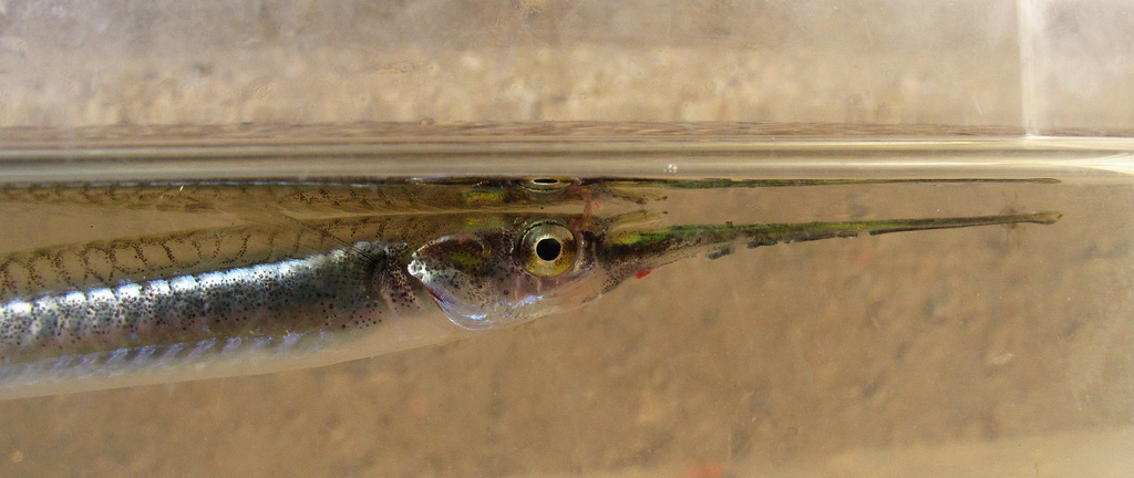 (Zenarchopterus) - Marine Life Identification
