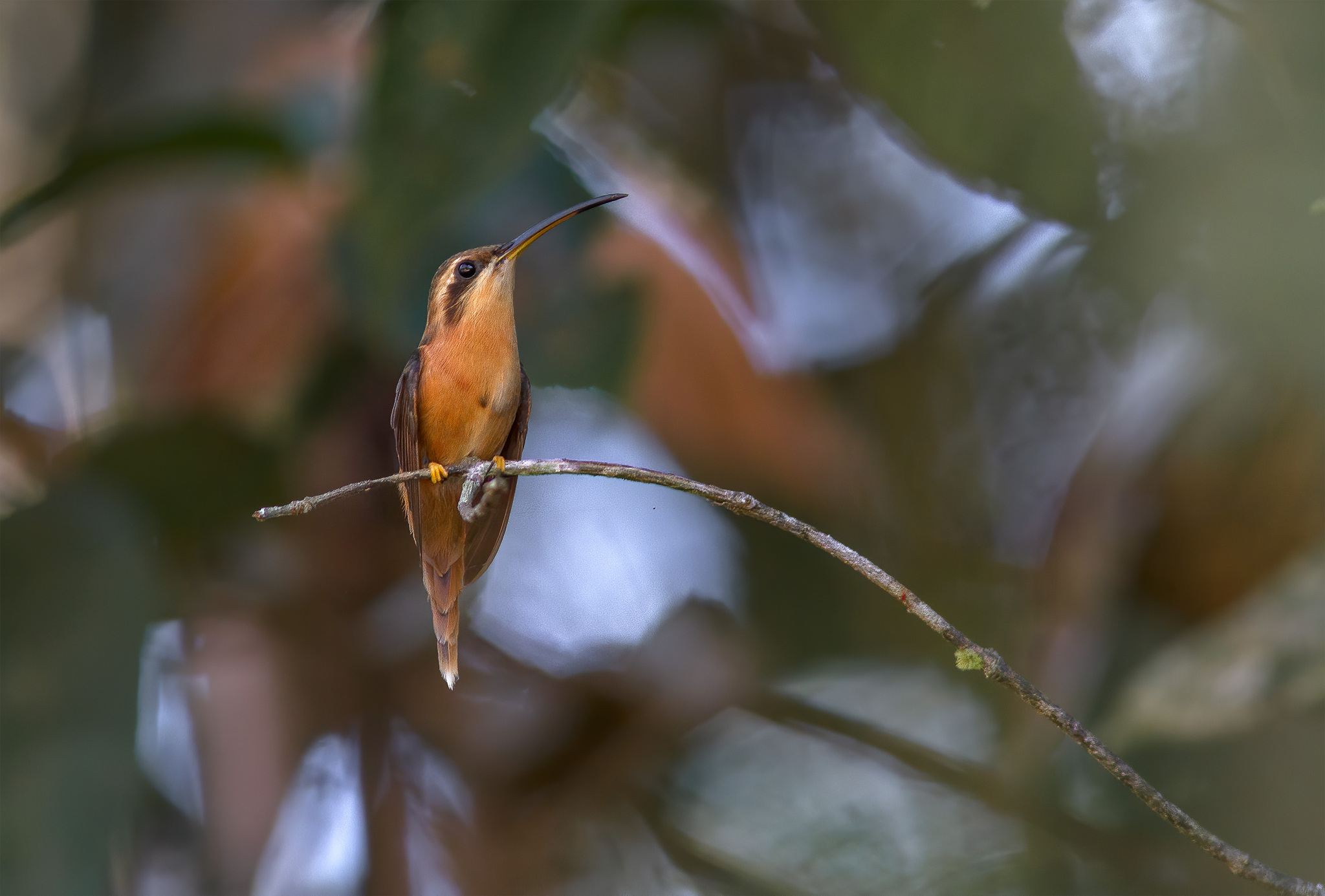 Phaethornis ruber (Linnaeus, 1758)