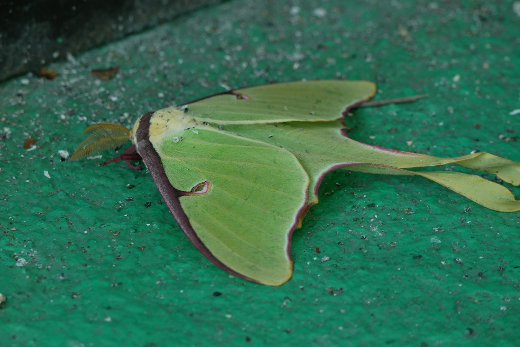 North American Luna Moth from Charlotte County, NB, Canada on May 24 ...