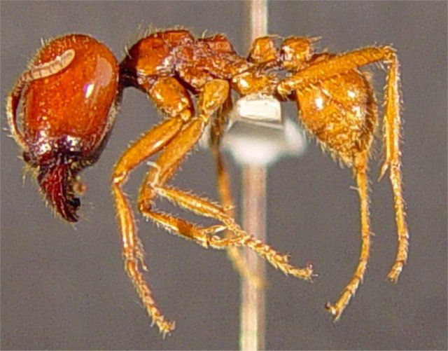 Labidus coecus (Insects of Cocobolo Nature Reserve) · iNaturalist