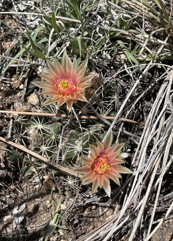Missouri Foxtail Cactus in May 2023 by christian_nunes · iNaturalist