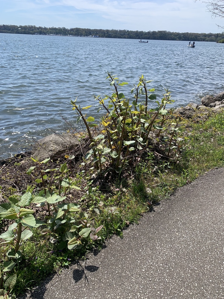 Japanese knotweed from Peninsula Dr, Erie, PA, US on May 6, 2023 at 11: ...