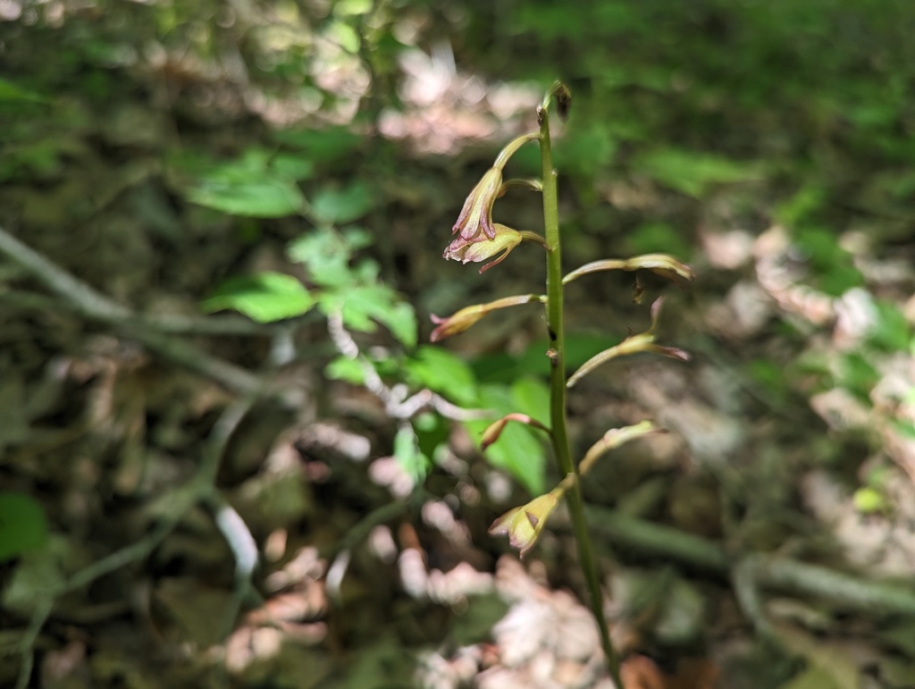 putty root in May 2023 by Ryan Sorrells · iNaturalist