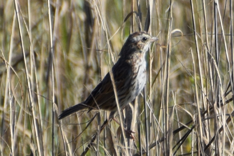 New World Sparrows from Folly Beach, SC, USA on March 15, 2023 at 01:47 ...