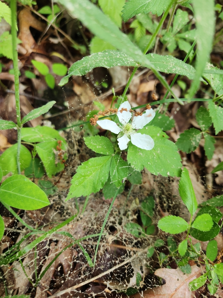 Rubus leviculus in May 2023 by Shaun Pogacnik · iNaturalist