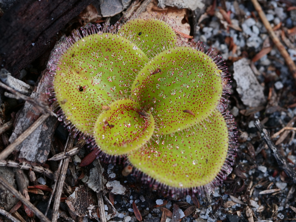 Red Ink Sundew from Mount Lindesay WA 6333, Australia on May 25, 2023 ...