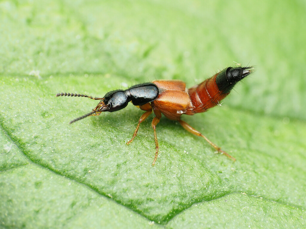 Belonuchus rufipennis from Northwest Washington, Washington, DC, USA on ...