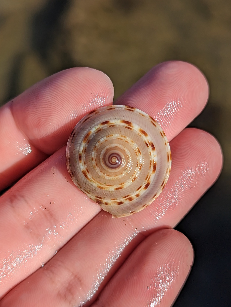Architectonica perdix from Emu Park QLD 4710, Australia on May 16, 2023 ...