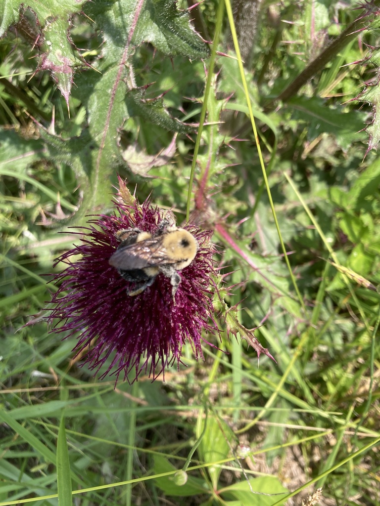 Brown-belted Bumble Bee from Thaxton, MS, US on May 24, 2023 at 12:21 ...