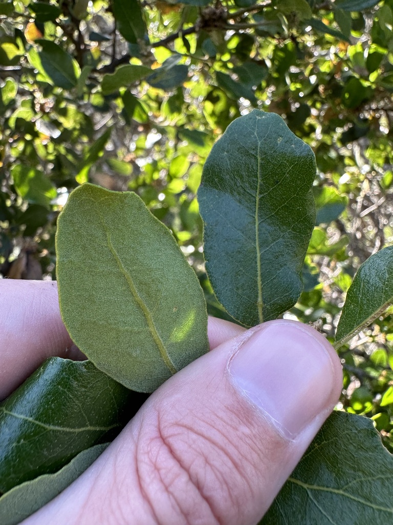 island scrub oak from Channel Islands National Park, CA, US on April 17 ...
