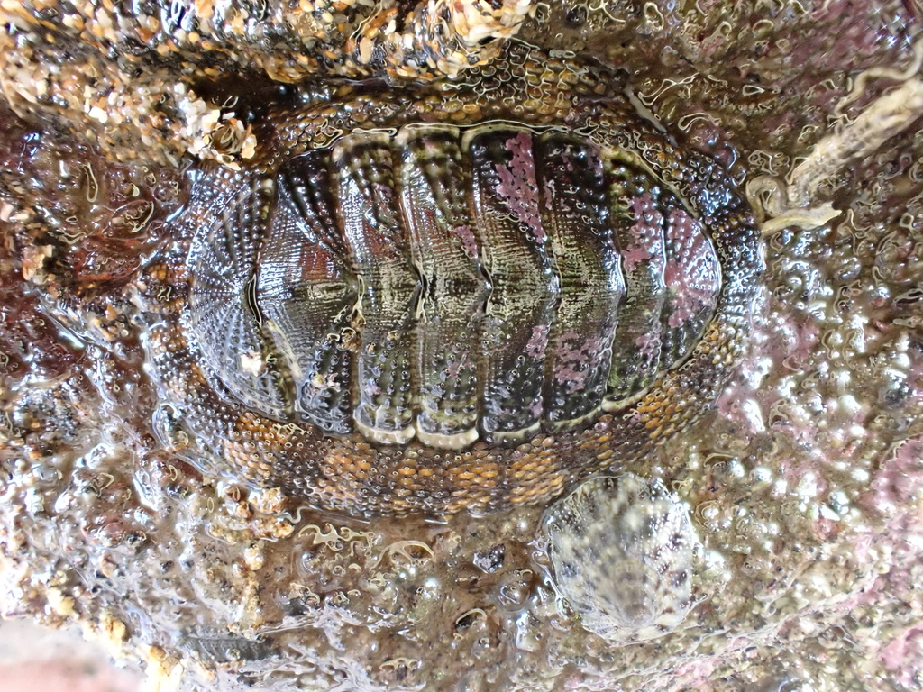 Snakeskin Chiton from South Taranaki District, Taranaki, New Zealand on ...