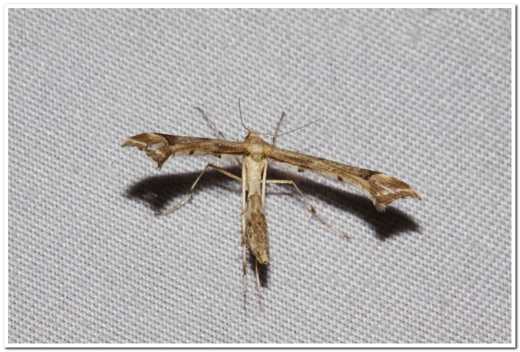 Irish Plume Moth from Québec, Canada on July 16, 2018 at 12:47 AM by ...