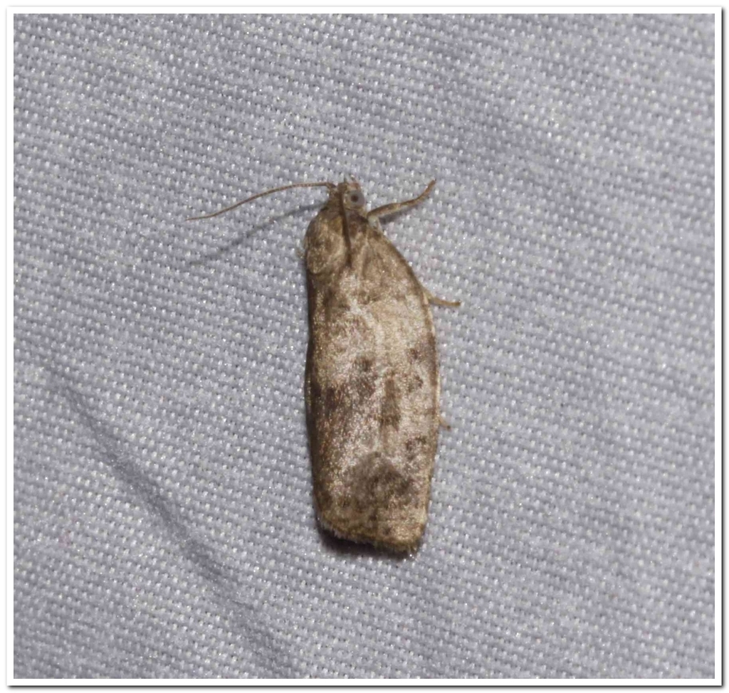 Large Aspen Tortrix from Québec, Canada on July 16, 2018 at 04:42 AM by ...