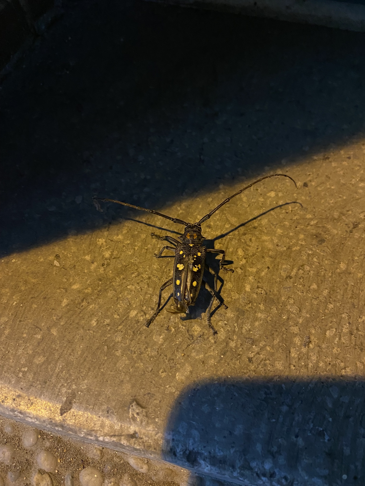 Batocera rubus rubus