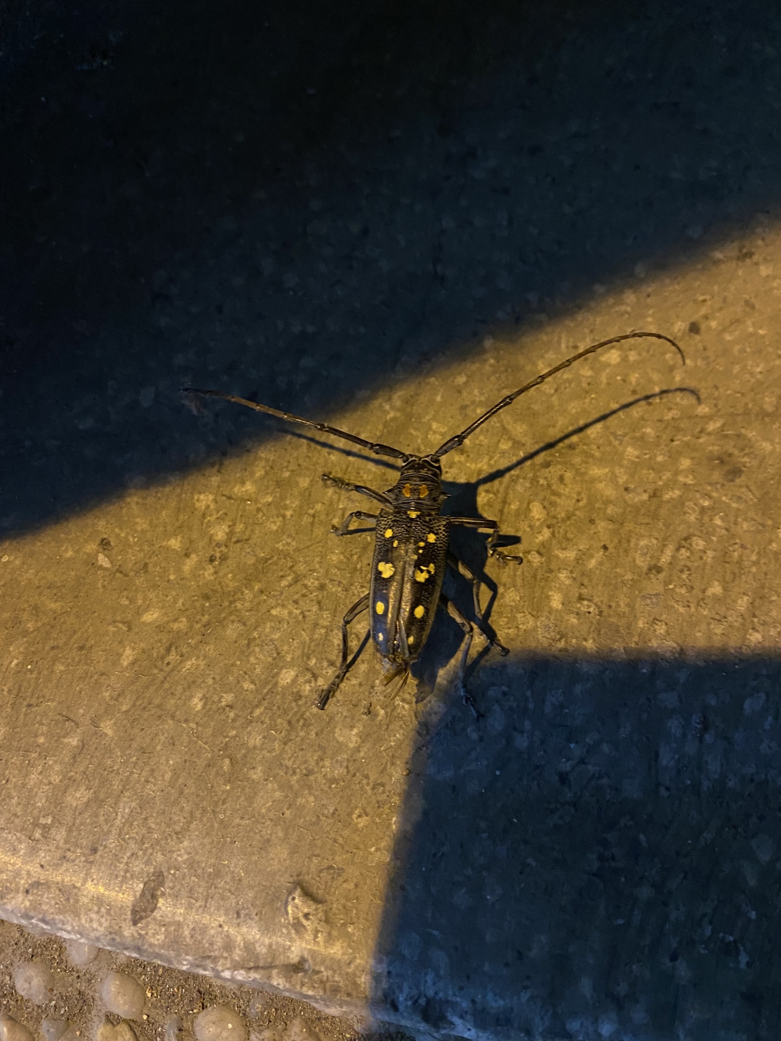 Batocera rubus rubus