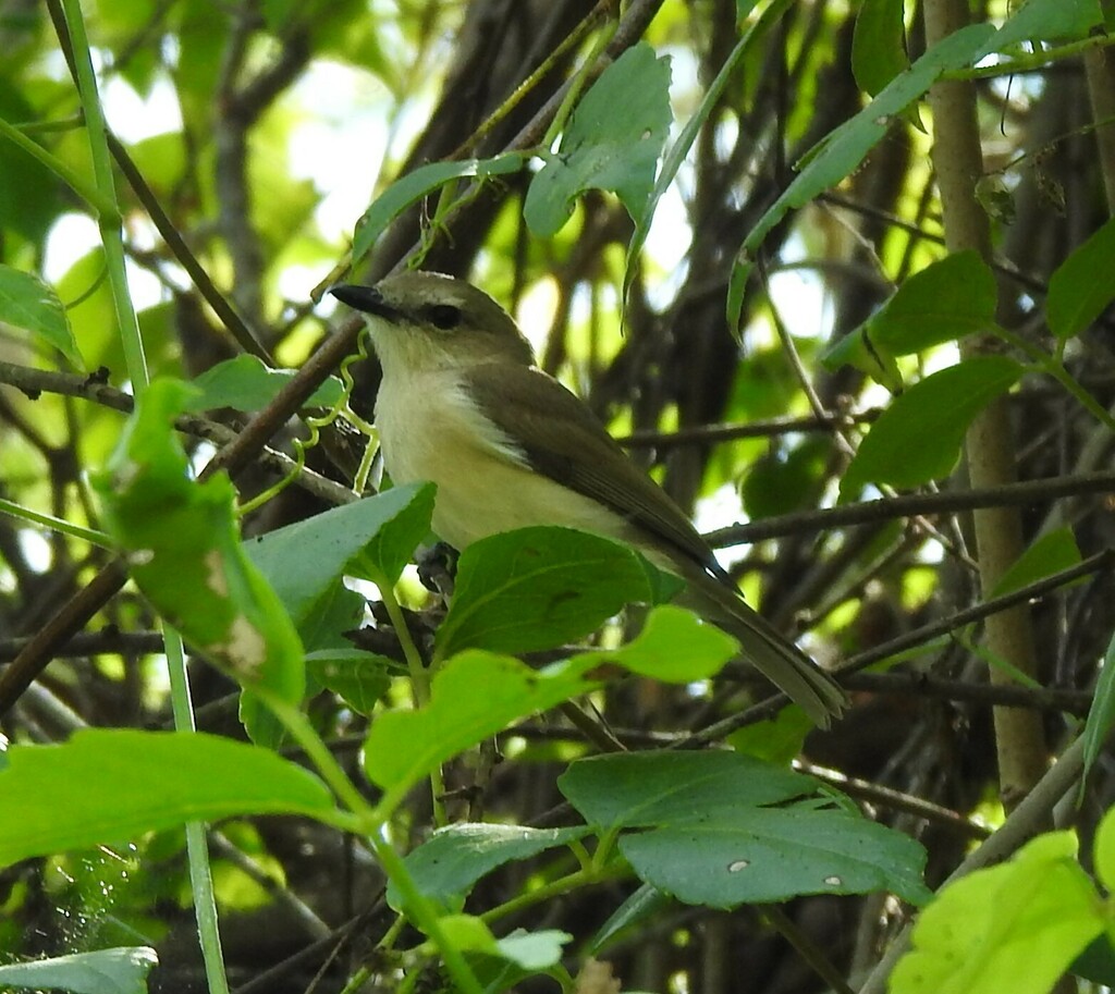 Grey Whistler from Middle Point NT 0822, Australia on May 20, 2023 at ...