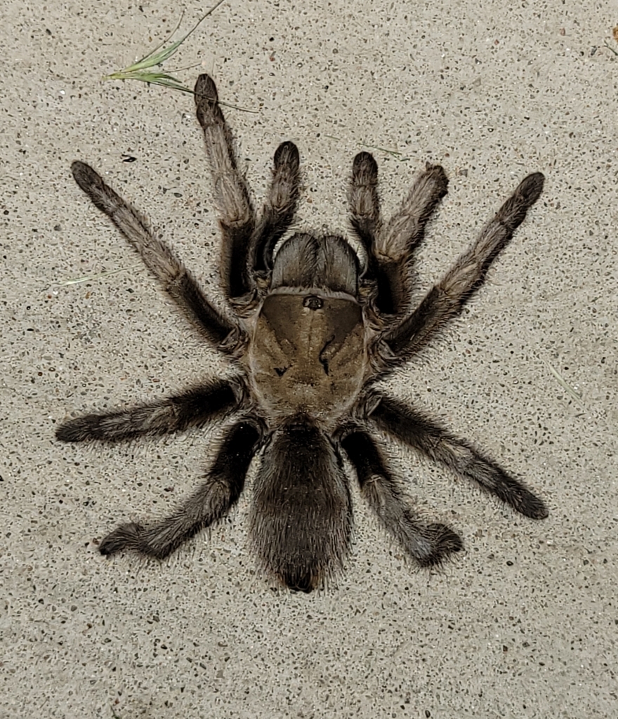 Chiricahuan Gray Tarantula in May 2023 by David Heckard · iNaturalist