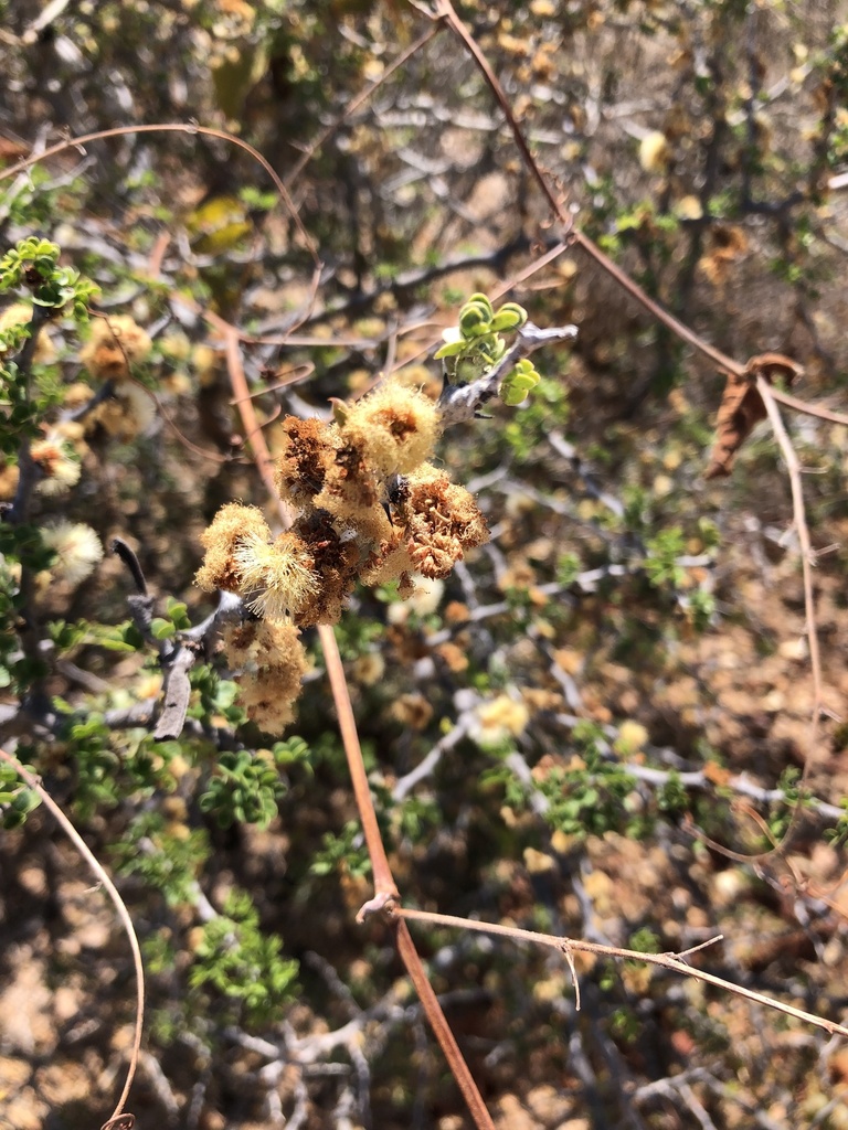 Dog Poop Bush from El Cardonal, El Cardonal, BCS, MX on May 18, 2023 at ...
