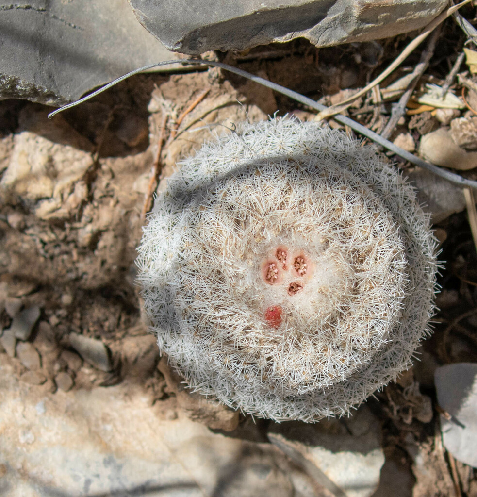 Button Cactus in April 2023 by Dan Fitzgerald (Fitz) · iNaturalist