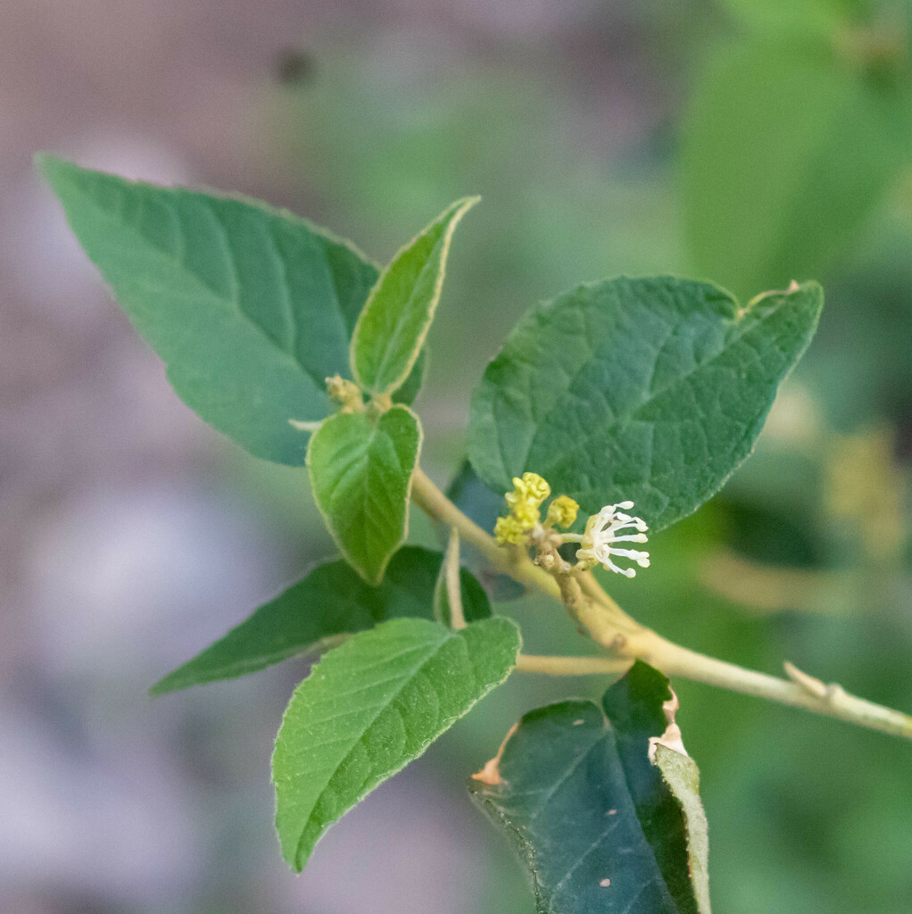 Bush croton from Culberson County, TX, USA on April 21, 2023 at 01:15 ...