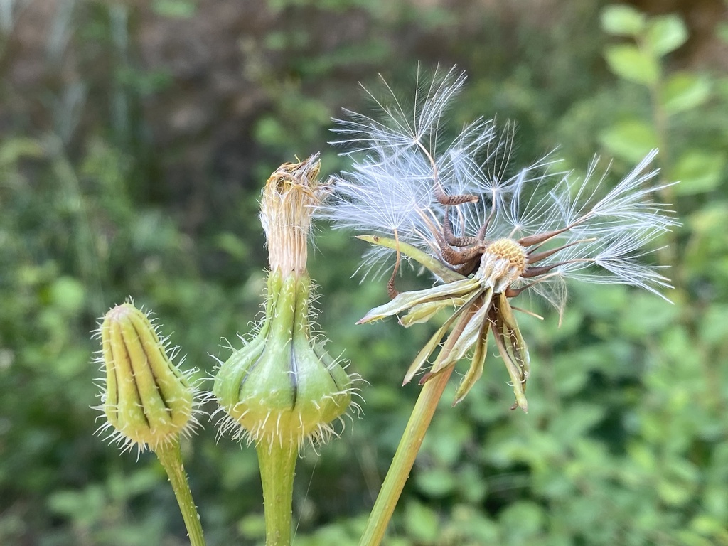 False Hawkbit from Cerveteri, Latium, IT on May 25, 2023 at 03:14 PM by ...