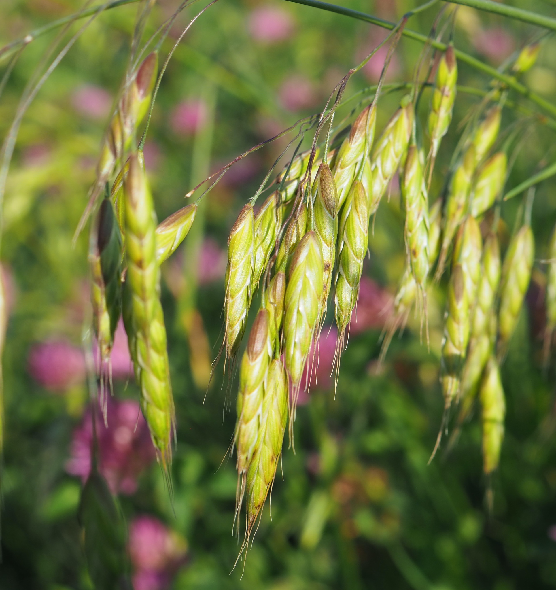 Bromus commutatus Schrad.