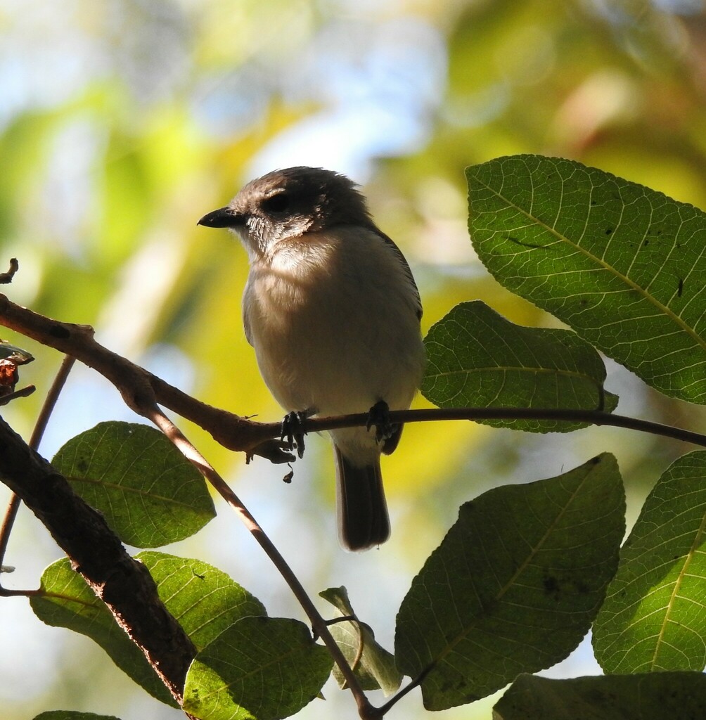 Grey Whistler from Middle Point NT 0822, Australia on May 20, 2023 at ...