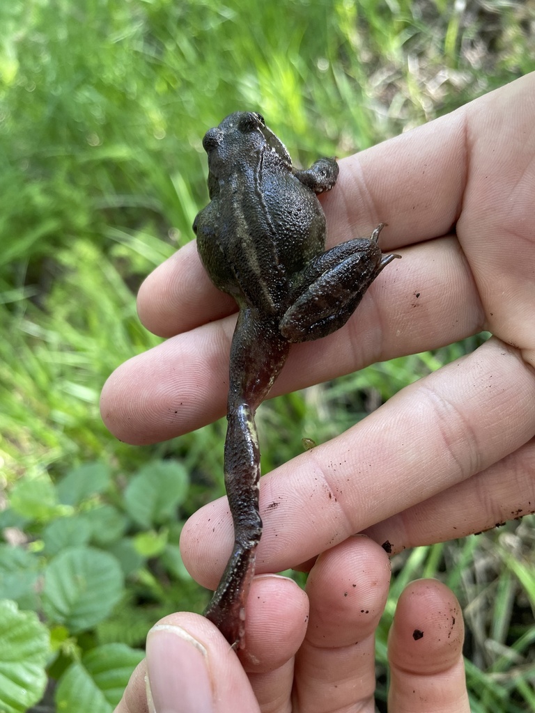 European Common Frog from Egholm Skov, Kirke Hyllinge, Region Sjælland ...