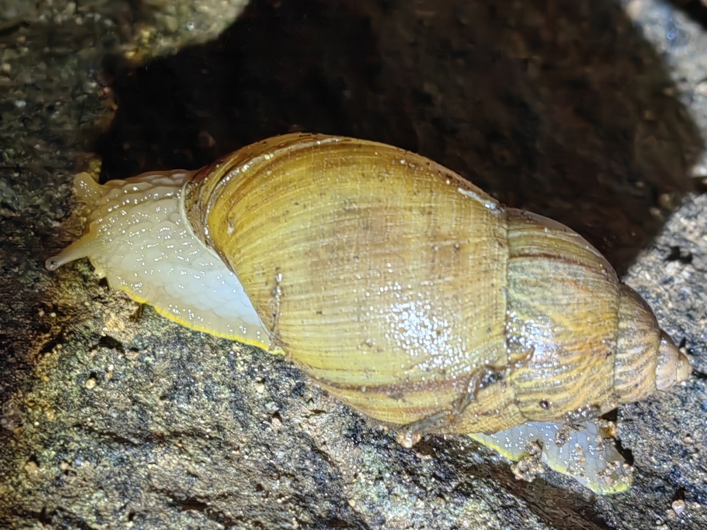 Plectostylus chilensis from Valparaíso, Valparaíso, Chile on May 23, 2023 at 09:07 PM by CARLOS ...